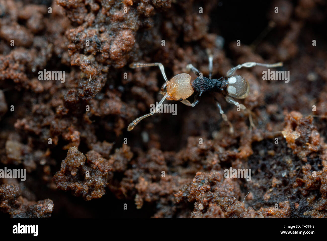 Worker ants hi-res stock photography and images - Alamy