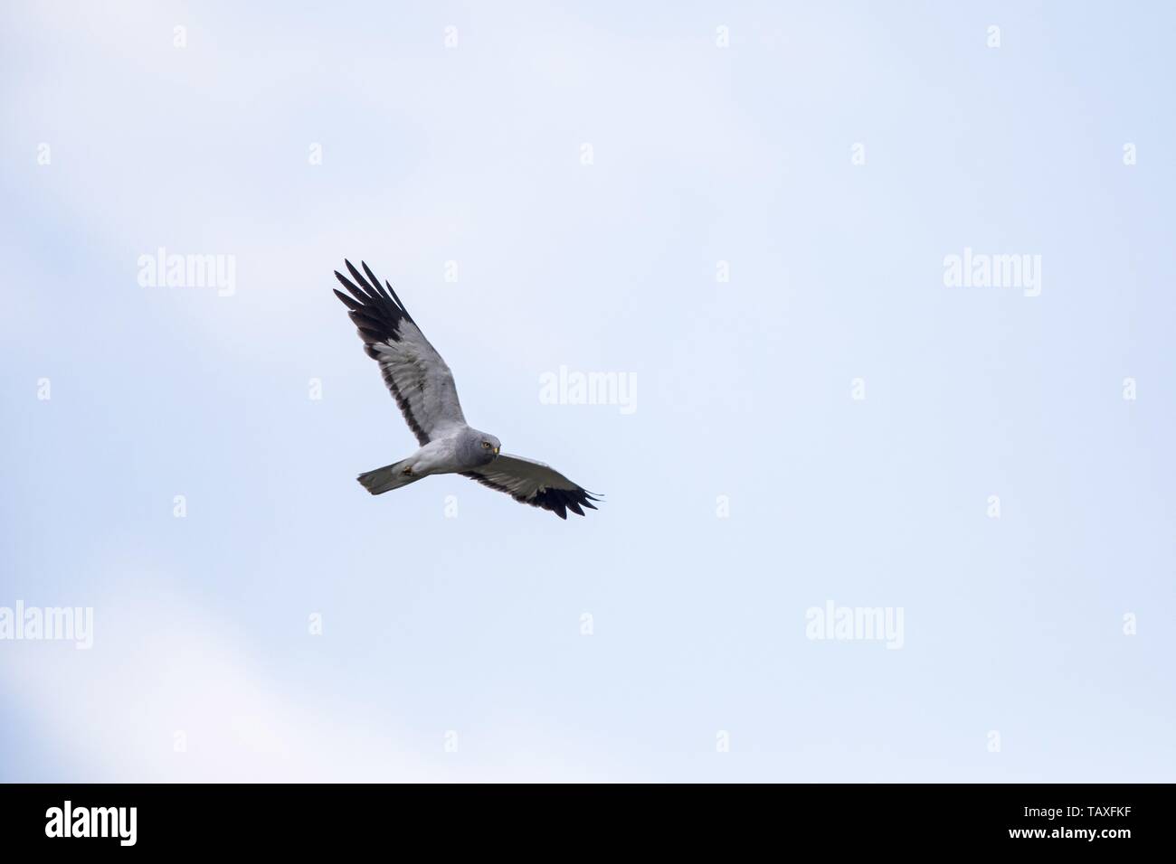 Hen hawk hi-res stock photography and images - Alamy