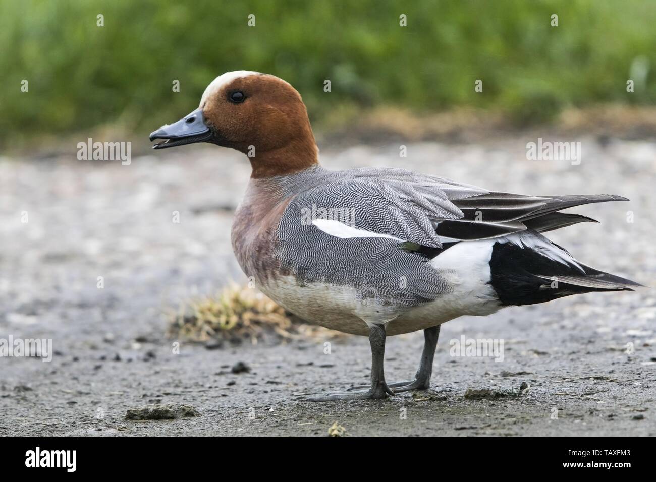 One european wigeon hi-res stock photography and images - Alamy