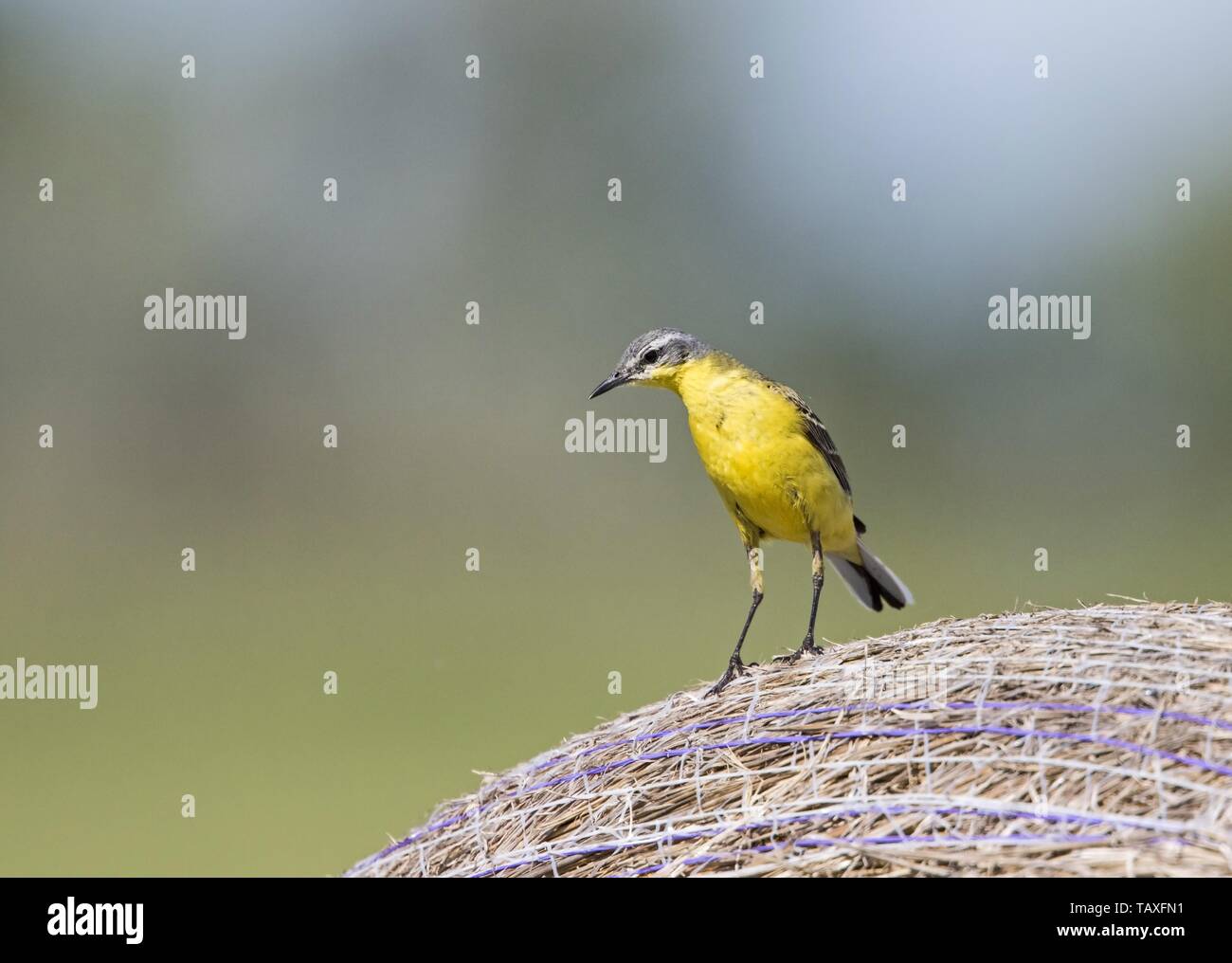 Round headed bird hi-res stock photography and images - Alamy