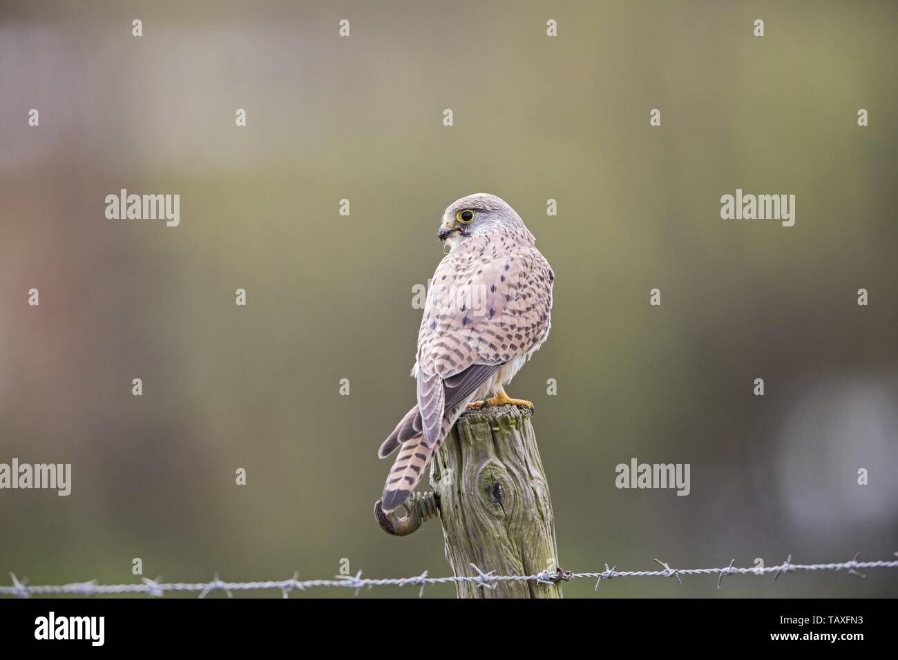 Back view kestrel hi-res stock photography and images - Alamy
