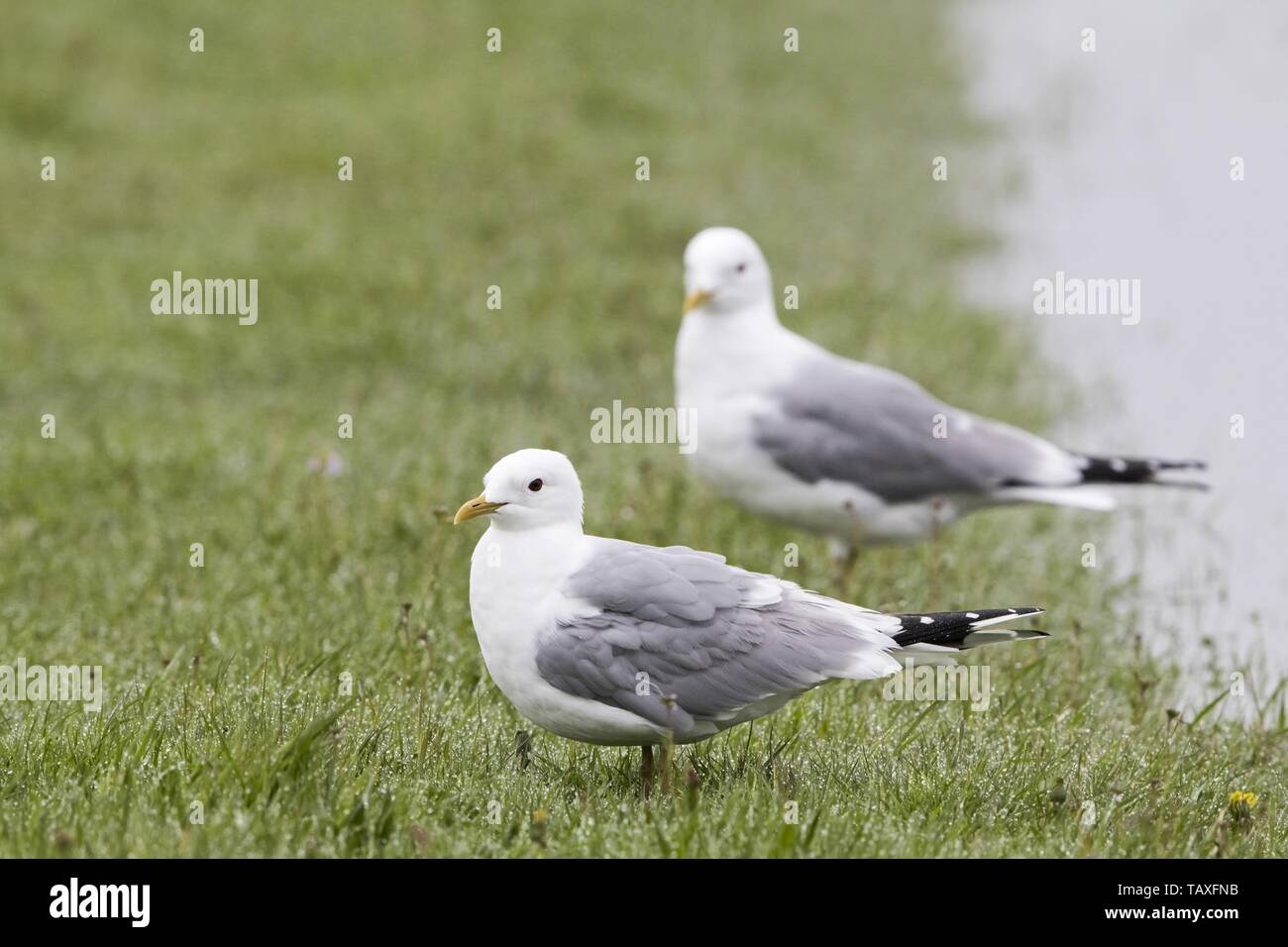 Pasture gulls hi-res stock photography and images - Alamy