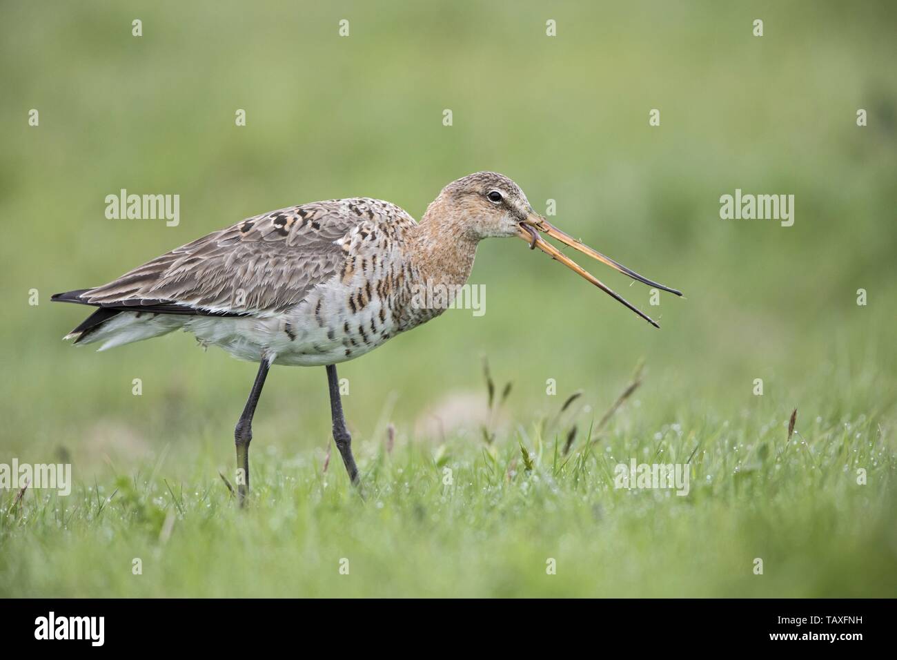 Black tailed godwits eating hi-res stock photography and images - Alamy