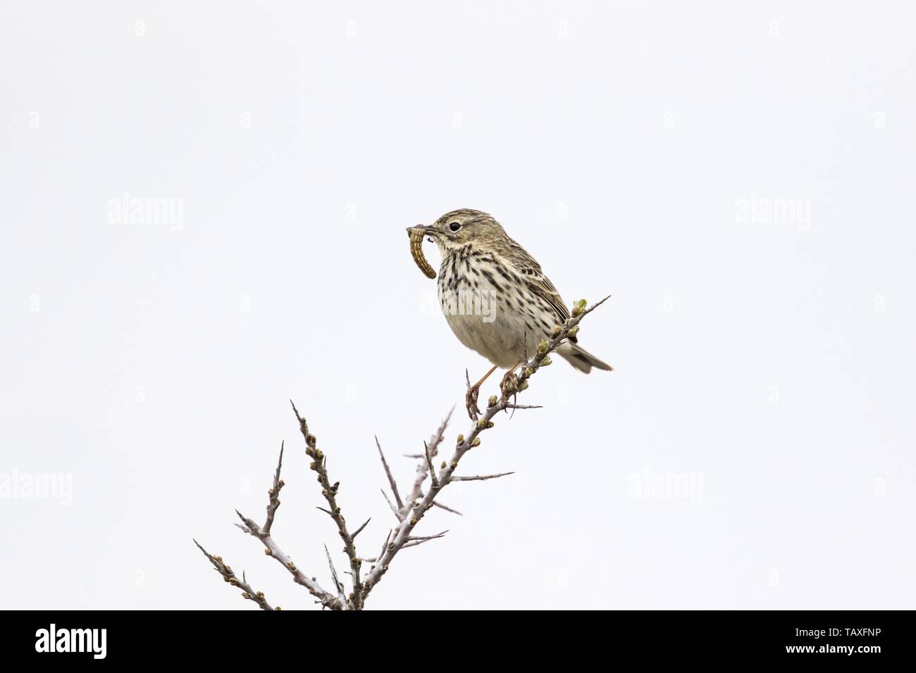 Pipit behavior hi-res stock photography and images - Alamy