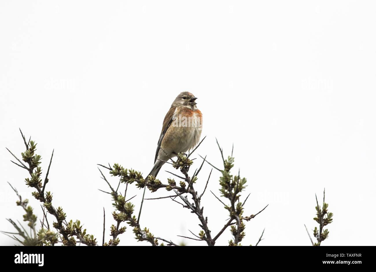 Linnets singing hi-res stock photography and images - Alamy