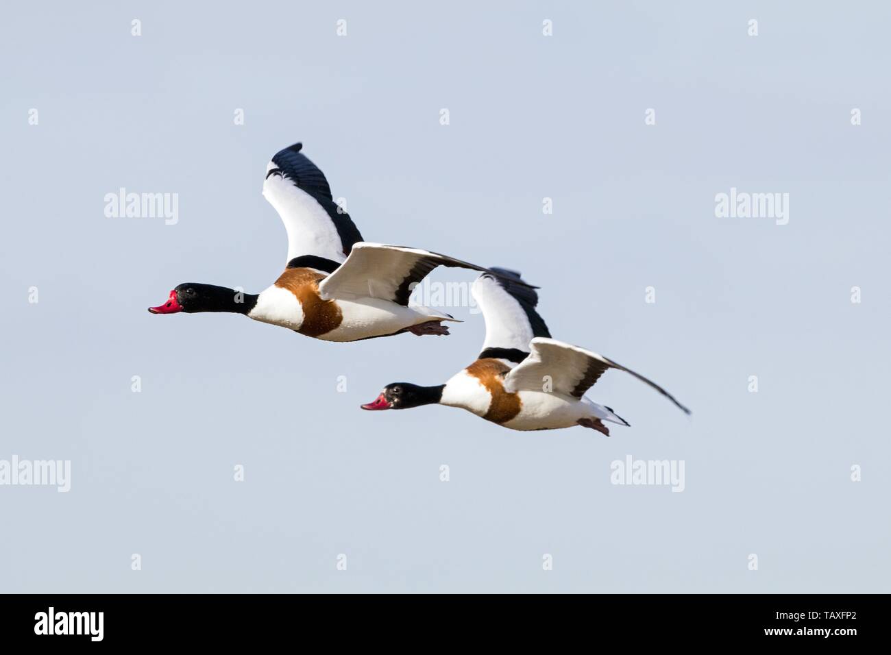 Two common shelduck flying hi-res stock photography and images - Alamy
