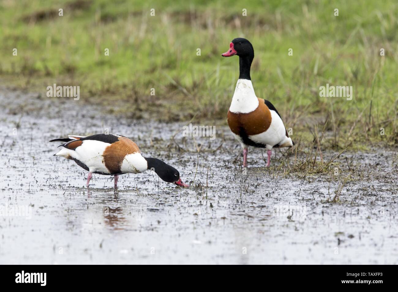 Puddles the duck hi-res stock photography and images - Alamy