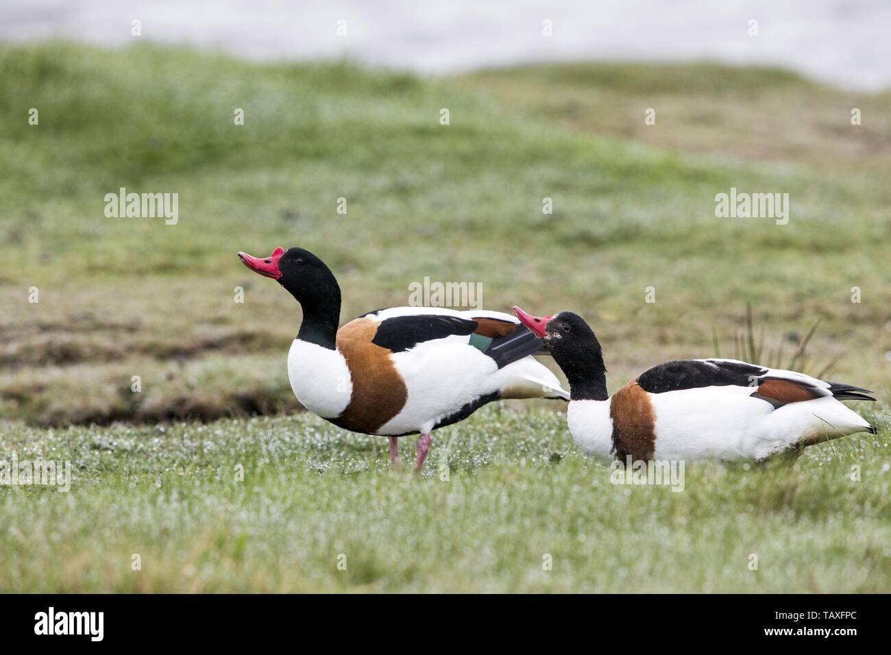 Common shelducks hi-res stock photography and images - Alamy