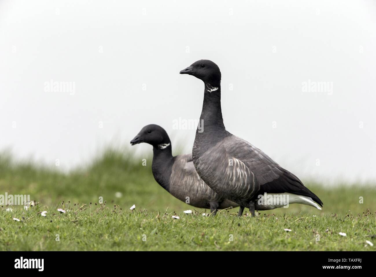 Two brants hi-res stock photography and images - Alamy