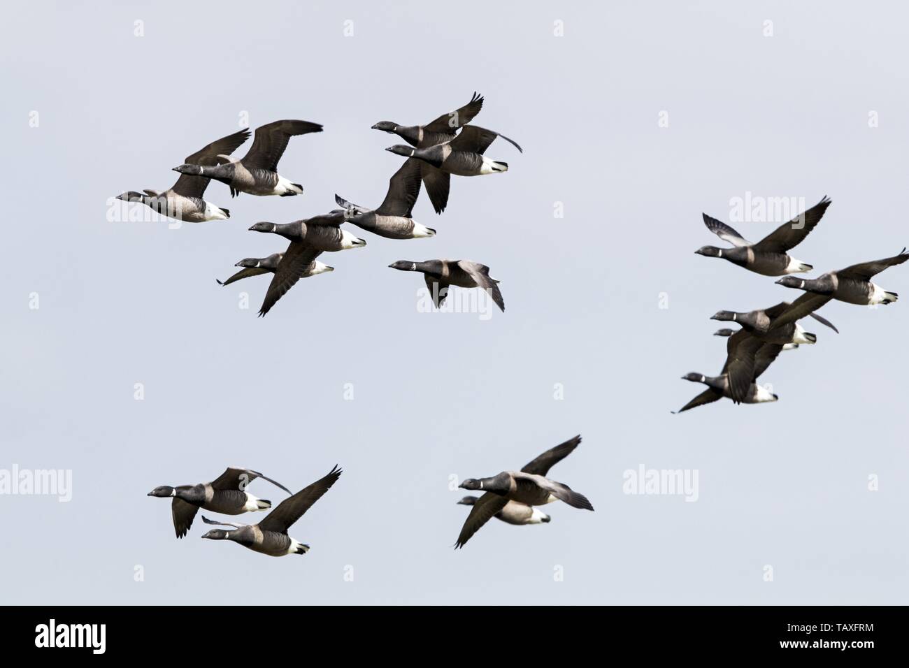 Group of brants hi-res stock photography and images - Alamy