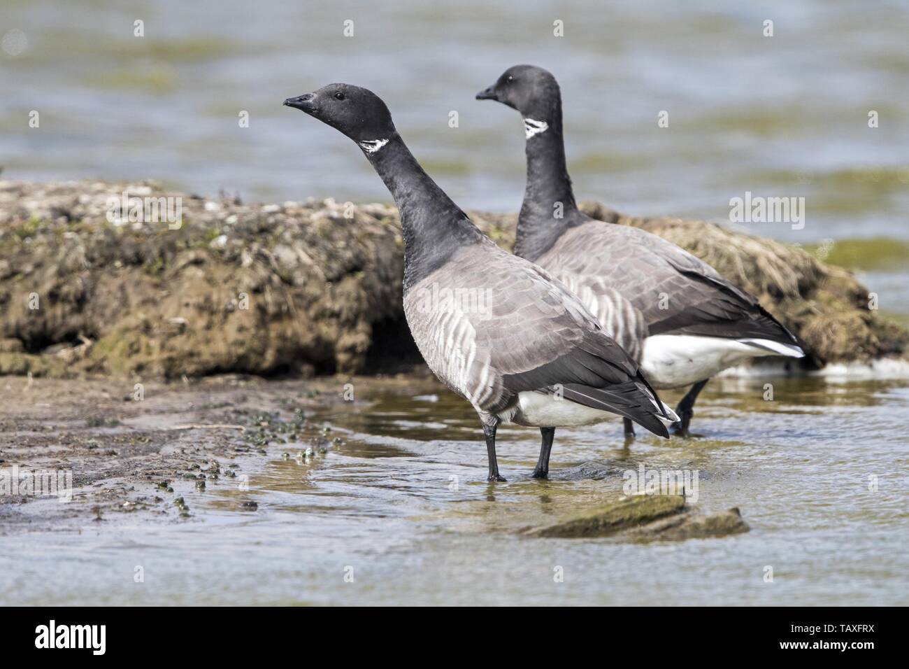 Two brant geese hi-res stock photography and images - Alamy