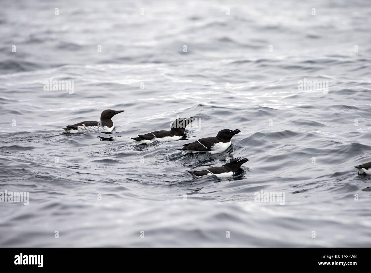 Swimming razorbill hi-res stock photography and images - Alamy