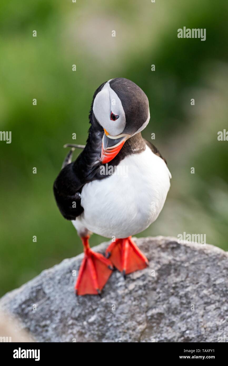 Puffin preening hi-res stock photography and images - Alamy
