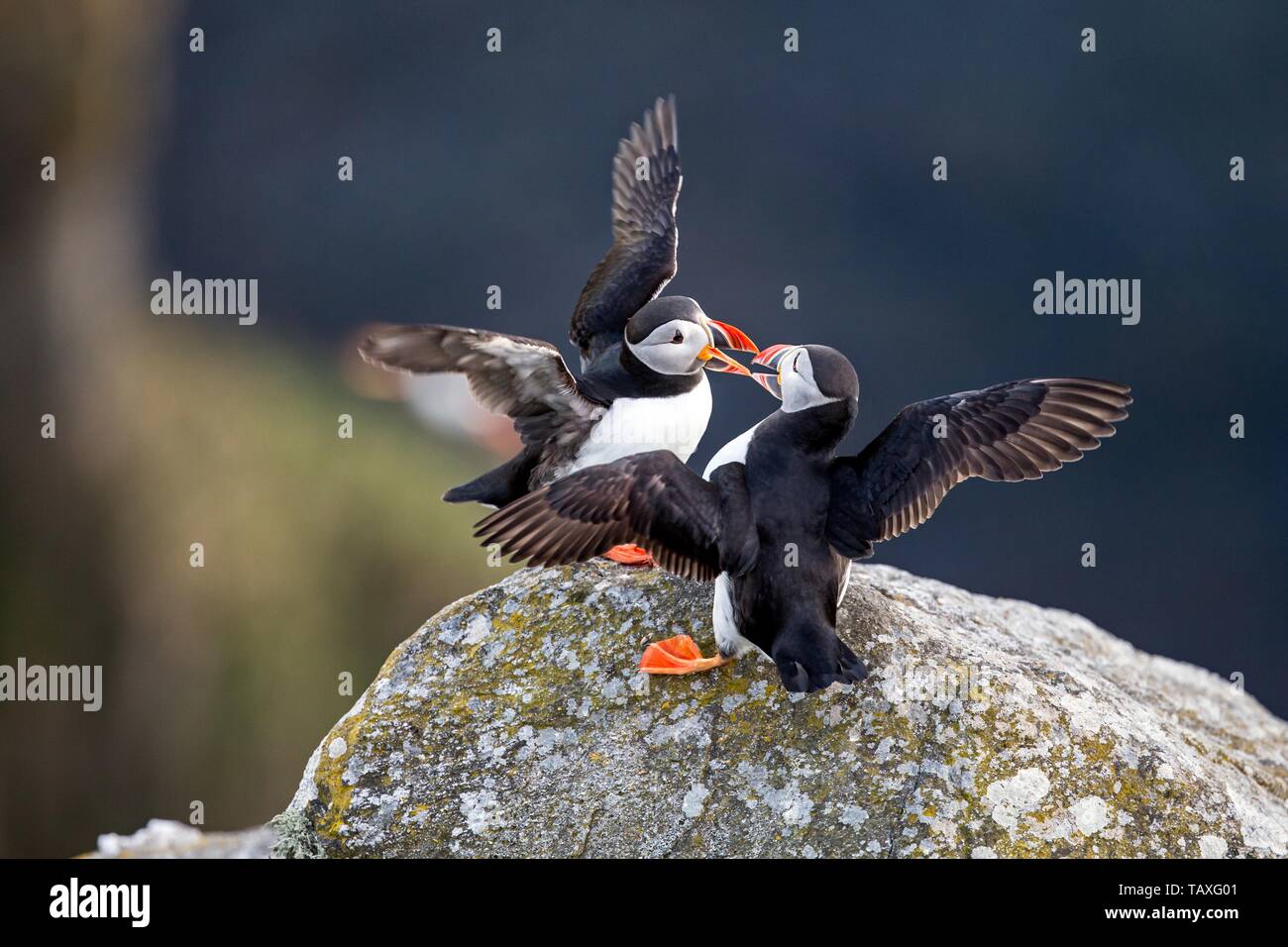 Puffins beaks open hi-res stock photography and images - Alamy