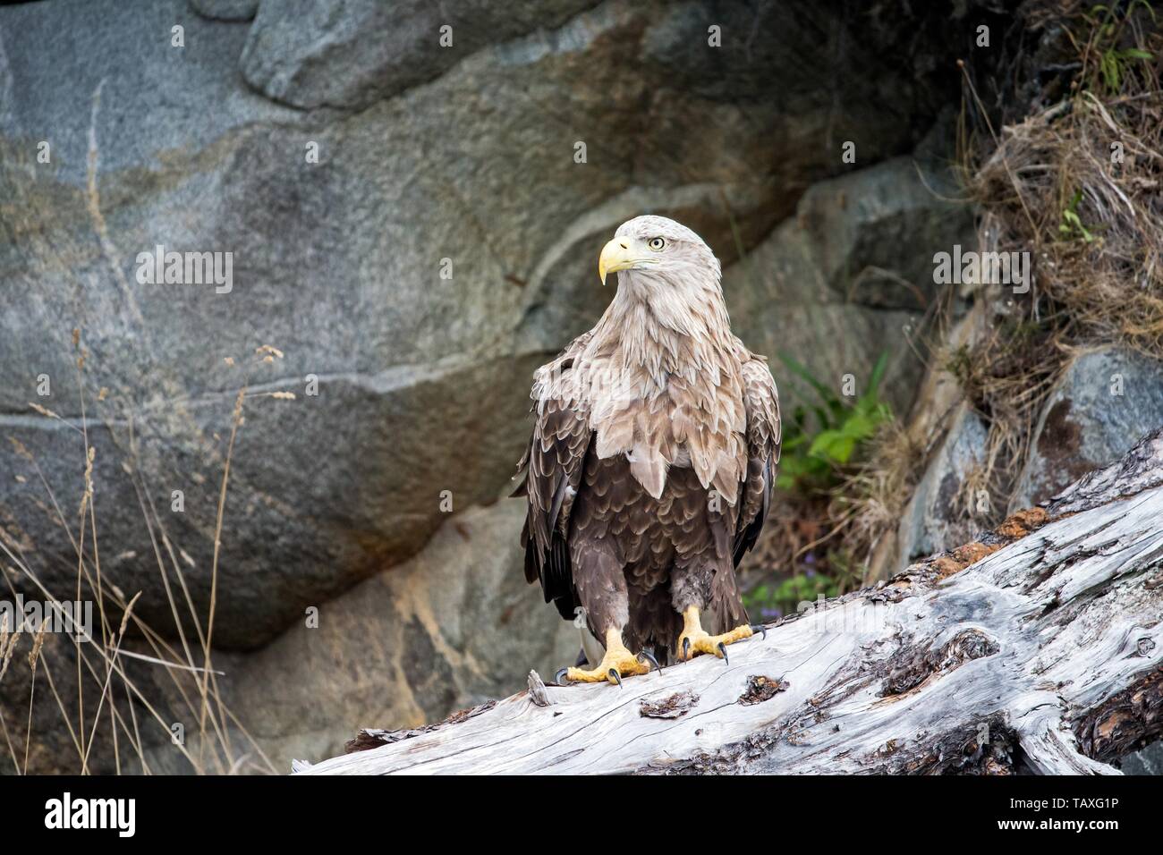 white-tailed sea eagle Stock Photo - Alamy