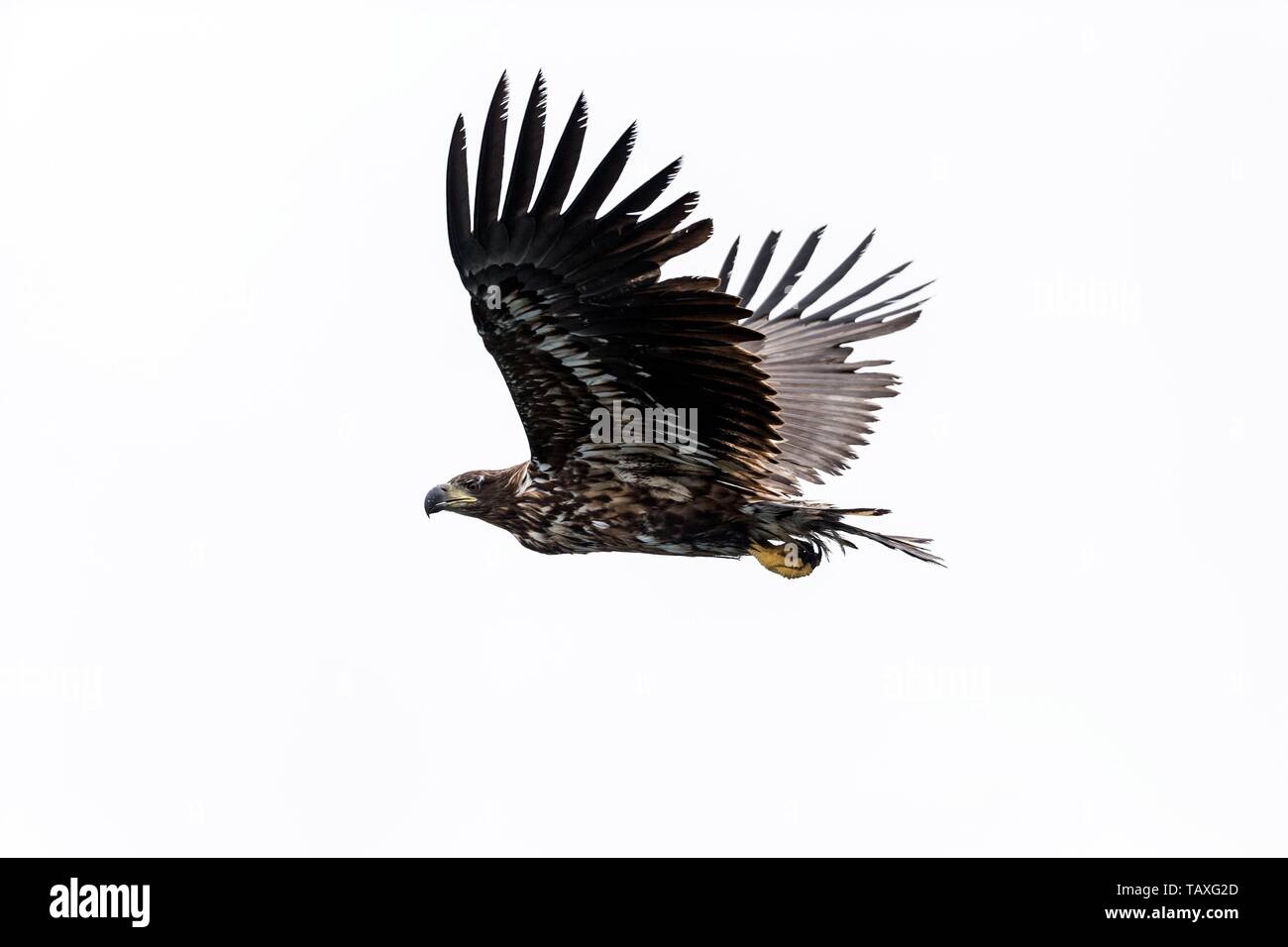 White tailed eagle fly Cut Out Stock Images & Pictures - Alamy