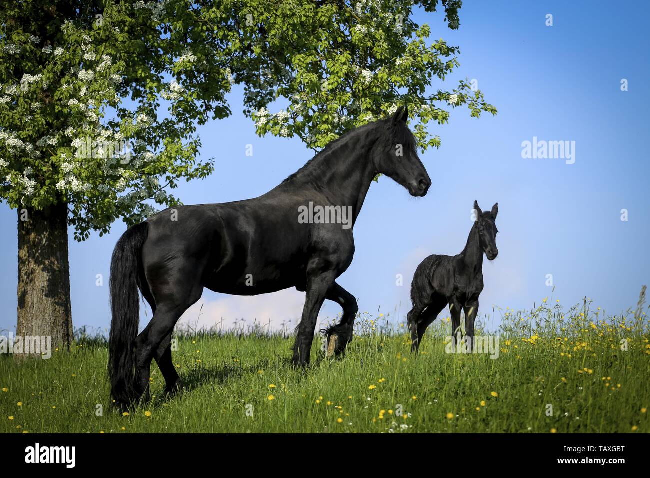 Animals flower friesian hi-res stock photography and images - Alamy