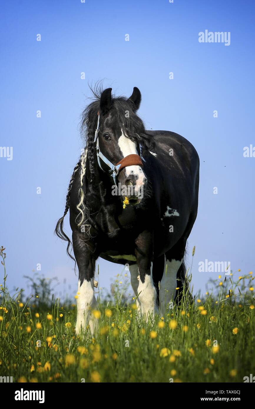 Coloured halters hi-res stock photography and images - Alamy
