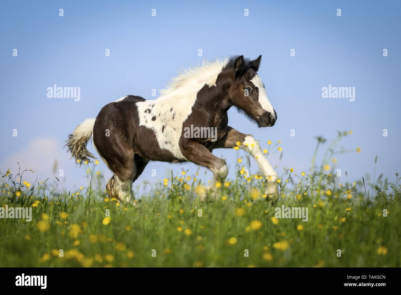 Irish Tinker Foal Stock Photo - Alamy