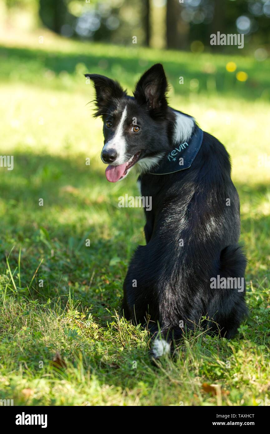 sitting Border Collie Stock Photo - Alamy