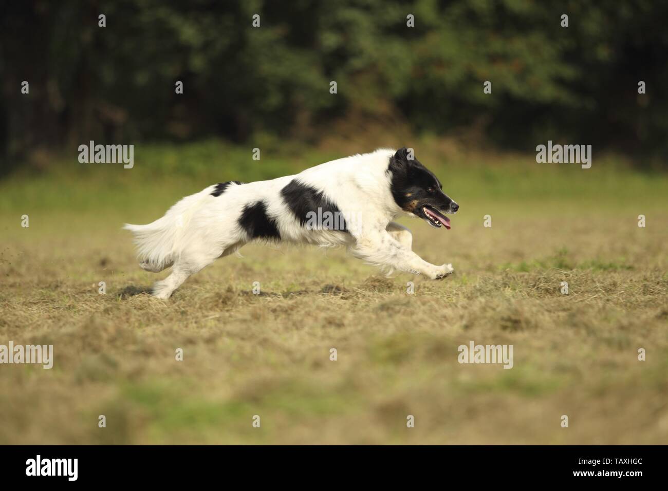 running Border Collie Stock Photo - Alamy