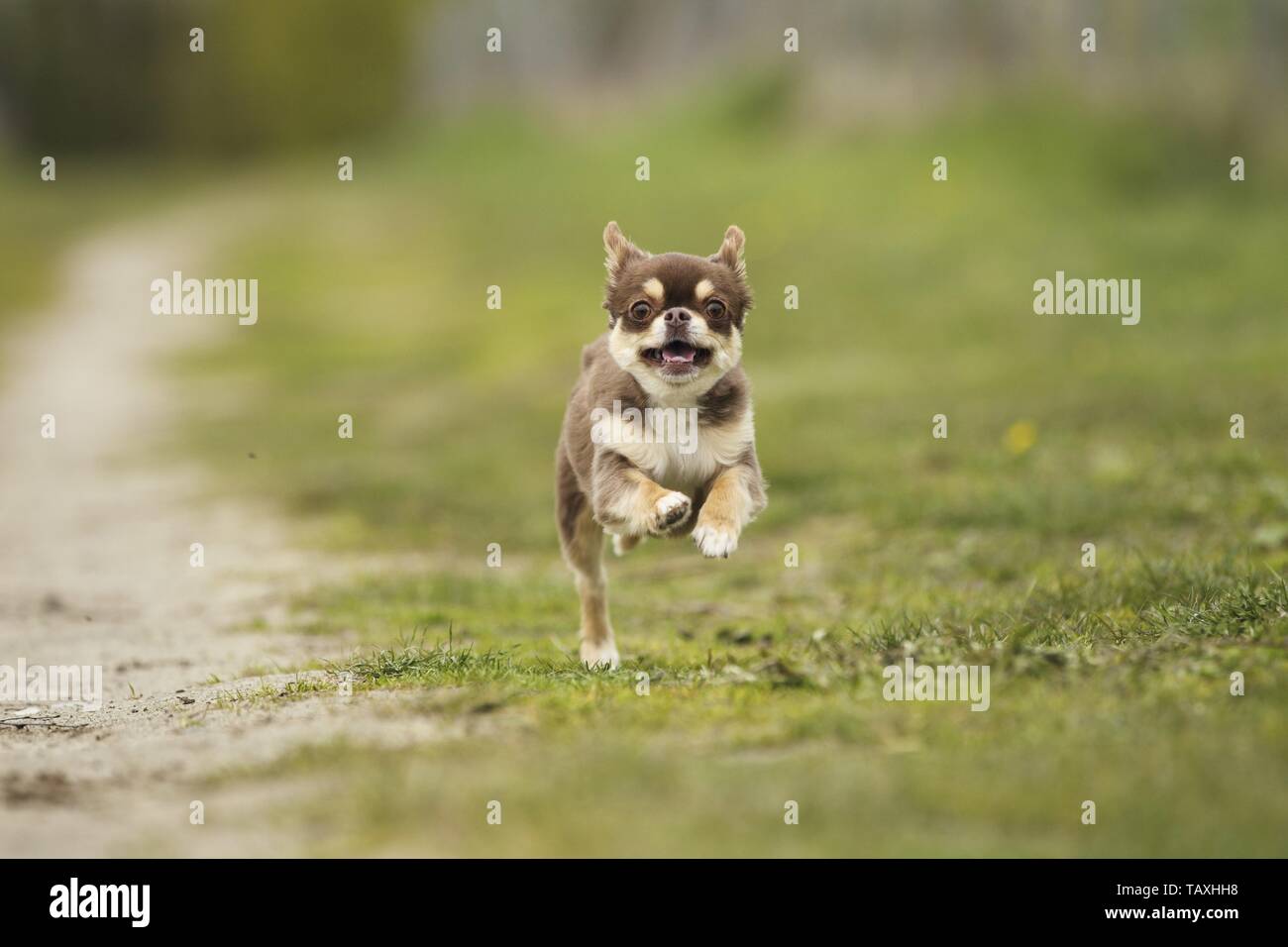 Chihuahua running forest hi-res stock photography and images - Alamy