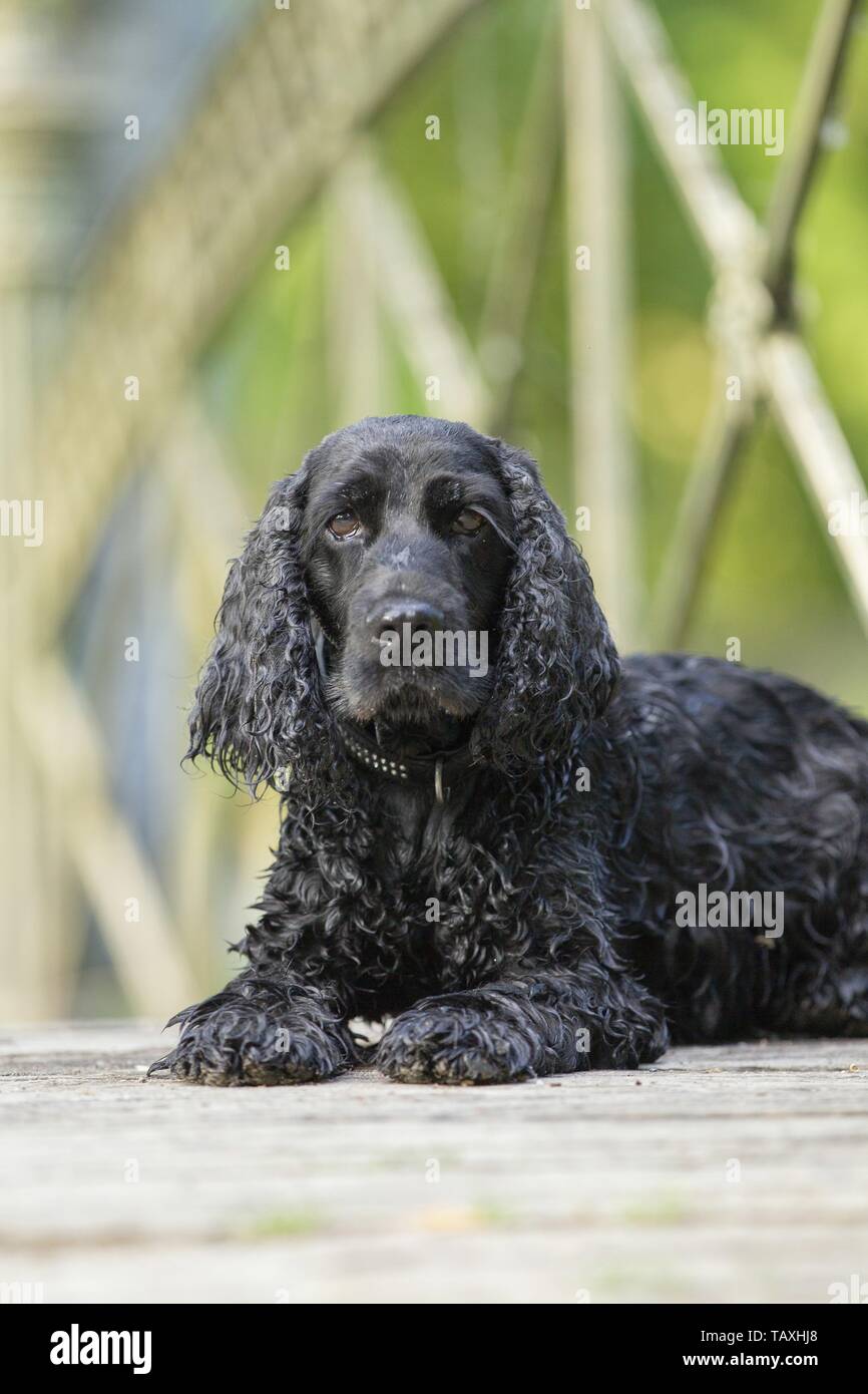 lying English Cocker Spaniel Stock Photo - Alamy