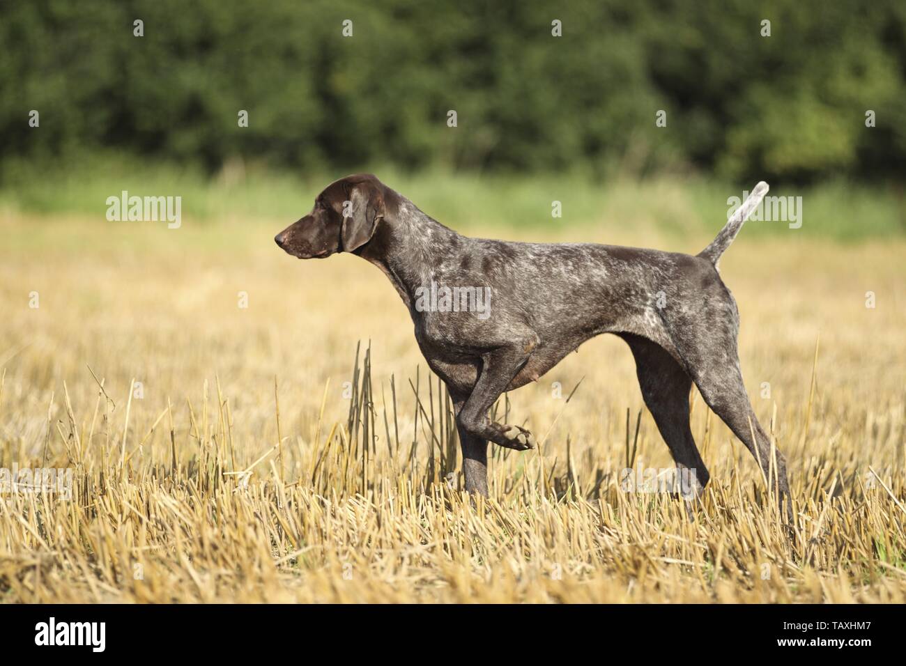German shorthaired Pointer Stock Photo - Alamy