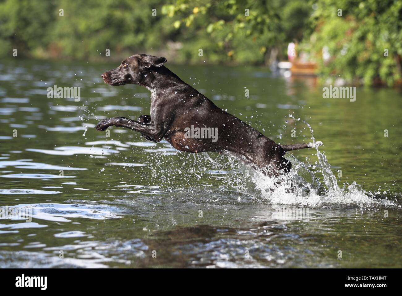 jumping German shorthaired Pointer Stock Photo - Alamy