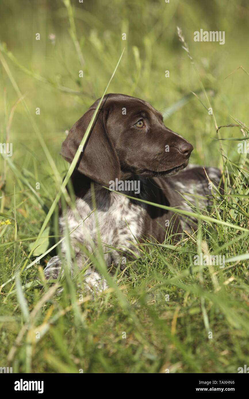 German shorthaired Pointer Puppy Stock Photo - Alamy