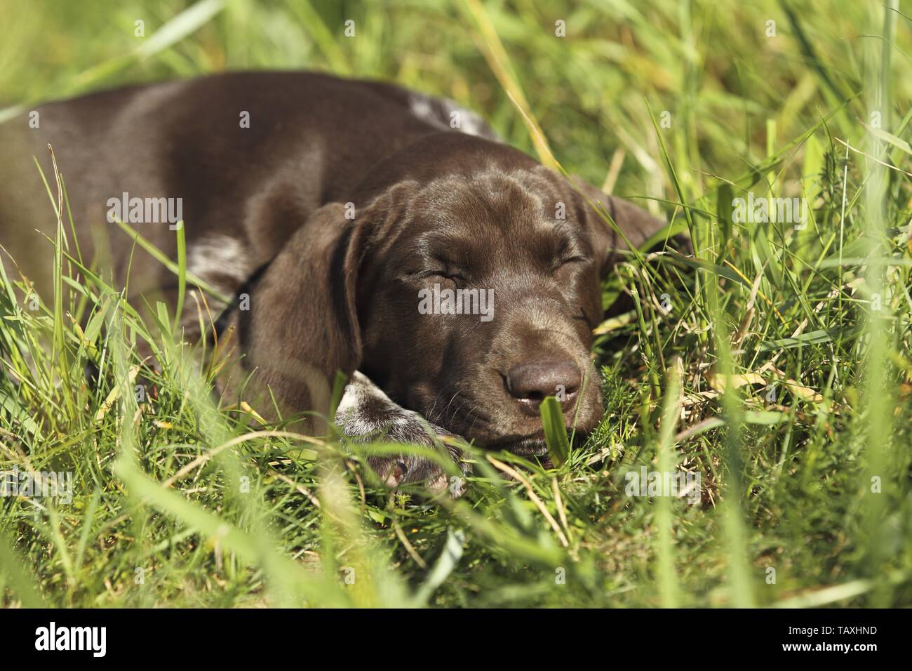 German shorthaired Pointer Puppy Stock Photo - Alamy