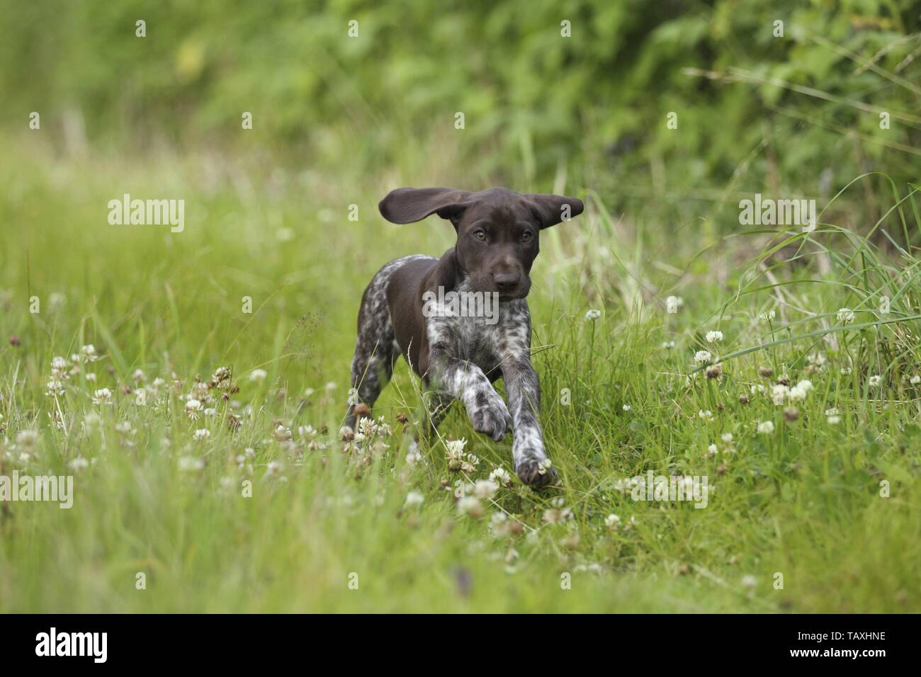 German shorthaired Pointer Puppy Stock Photo - Alamy