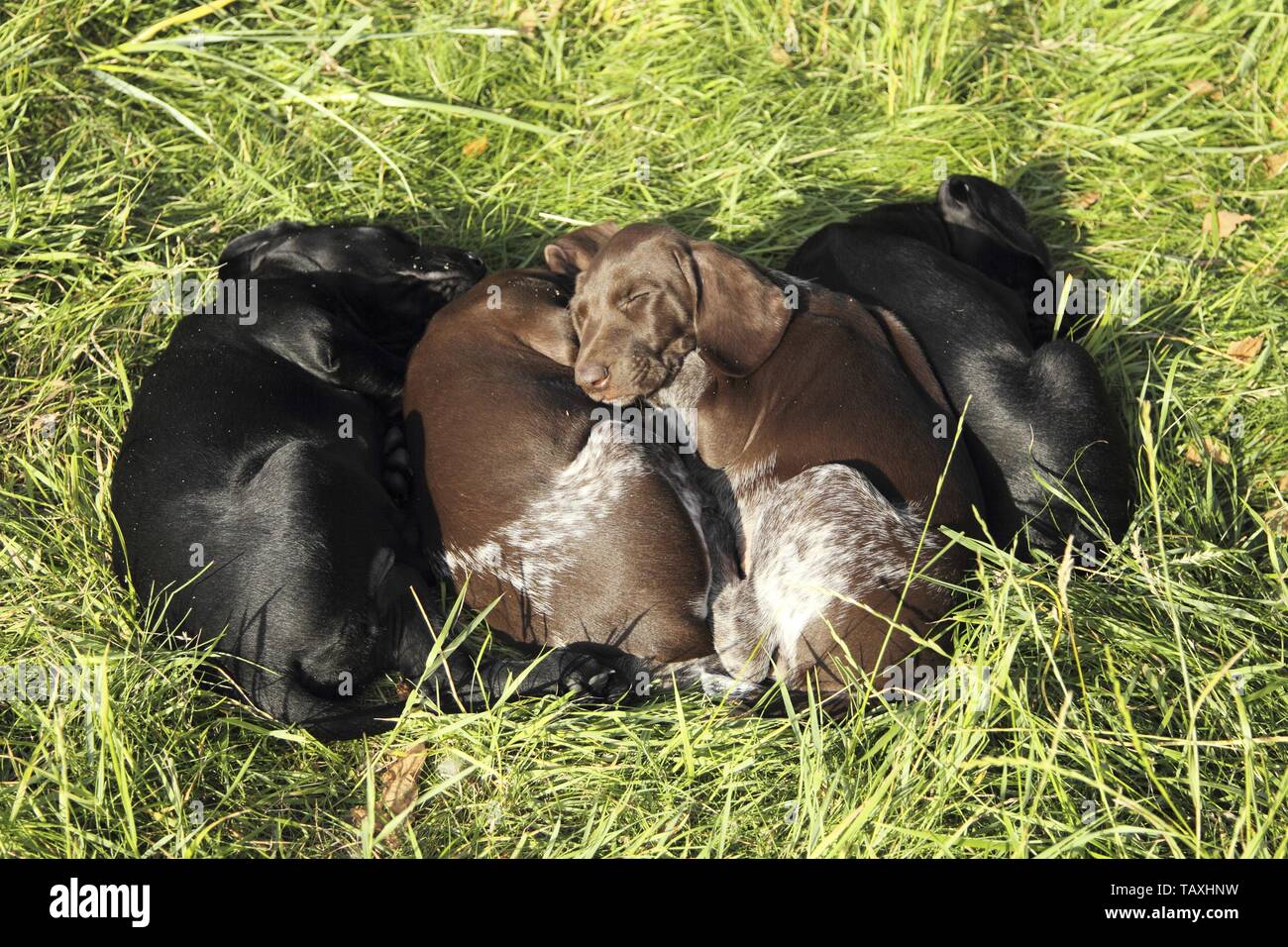 German shorthaired Pointer Puppies Stock Photo - Alamy