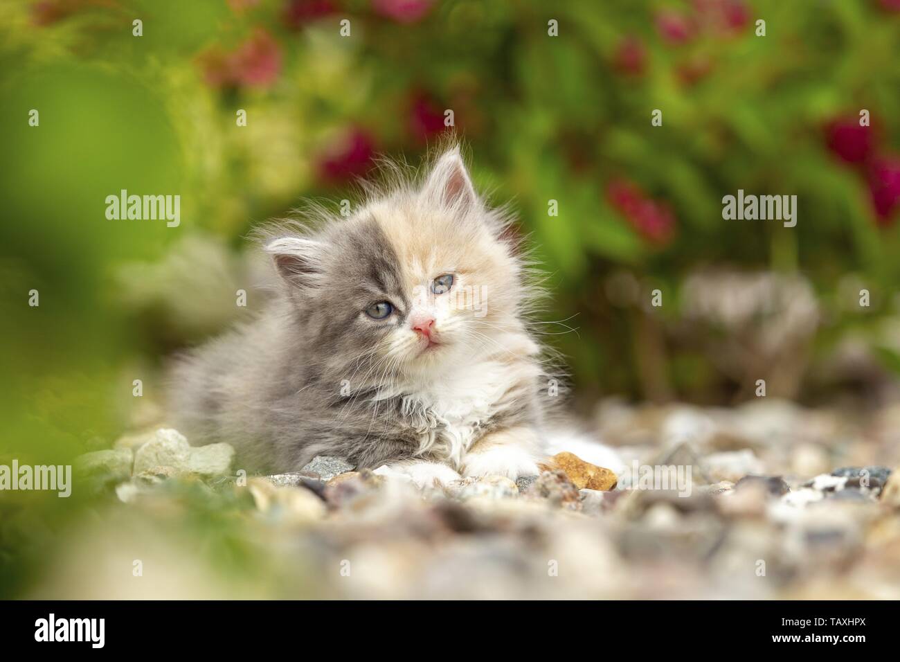German Longhair Kitten Stock Photo - Alamy