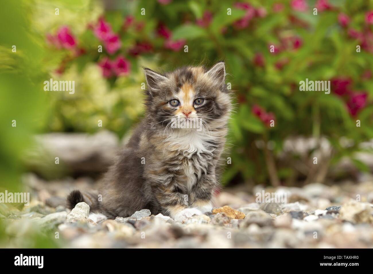 German Longhair Kitten Stock Photo - Alamy
