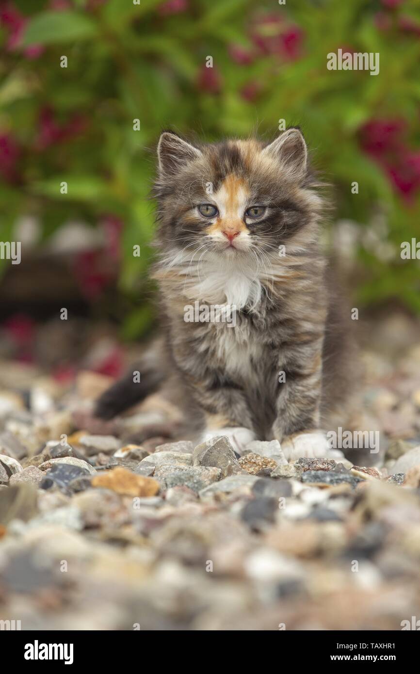 German Longhair Kitten Stock Photo - Alamy