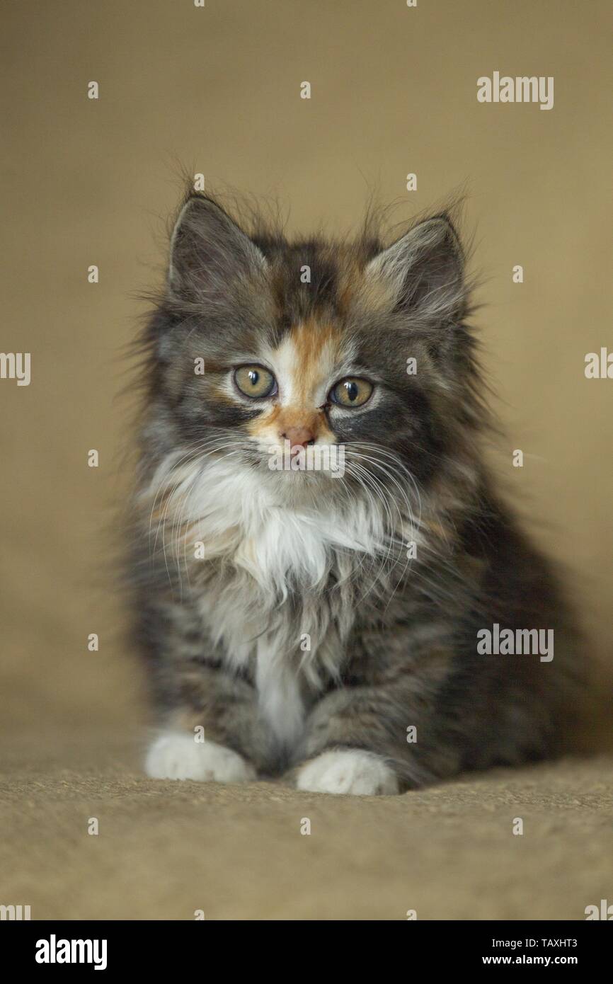 German Longhair Kitten Stock Photo - Alamy