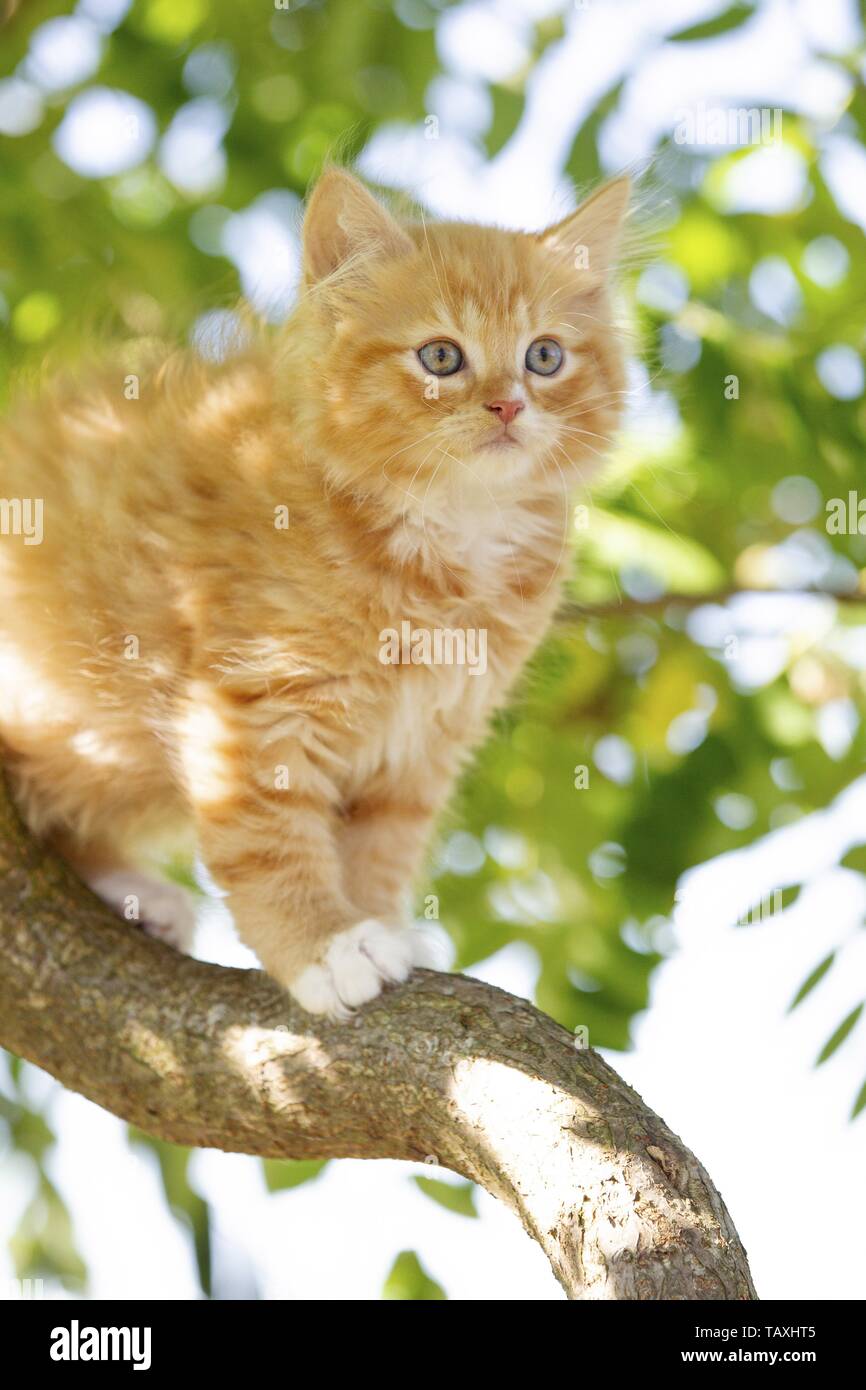 German Longhair Kitten Stock Photo - Alamy