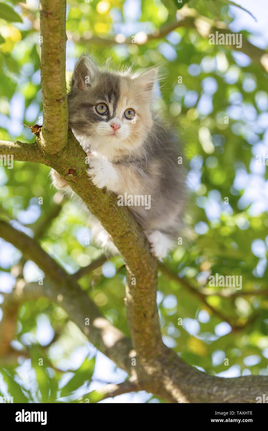 German Longhair Kitten Stock Photo - Alamy