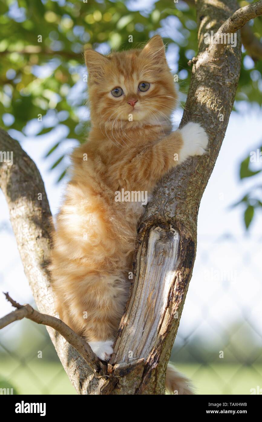 German Longhair Kitten Stock Photo - Alamy