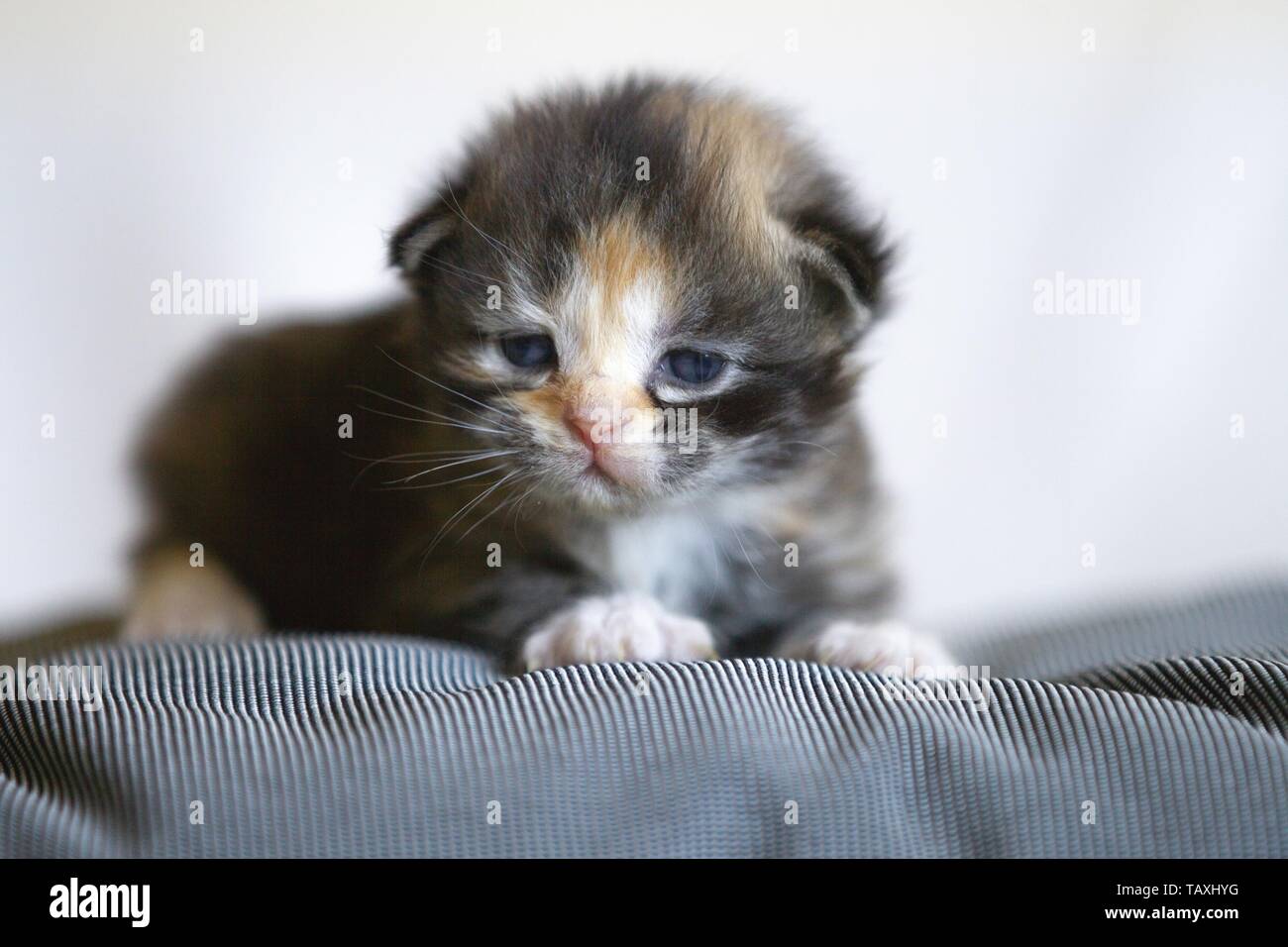 German Longhair Kitten Stock Photo - Alamy