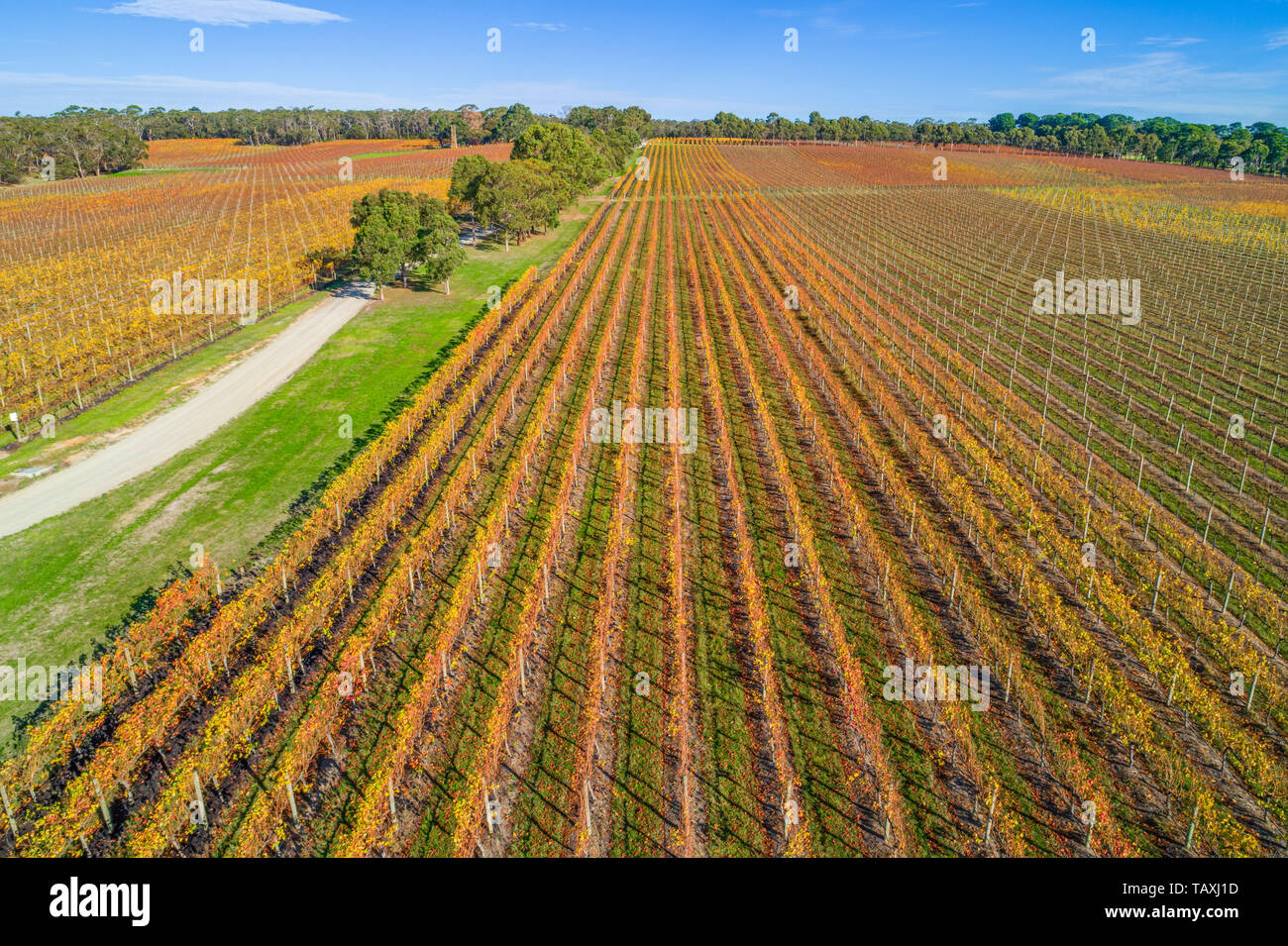Aerial view of vines hi-res stock photography and images - Alamy