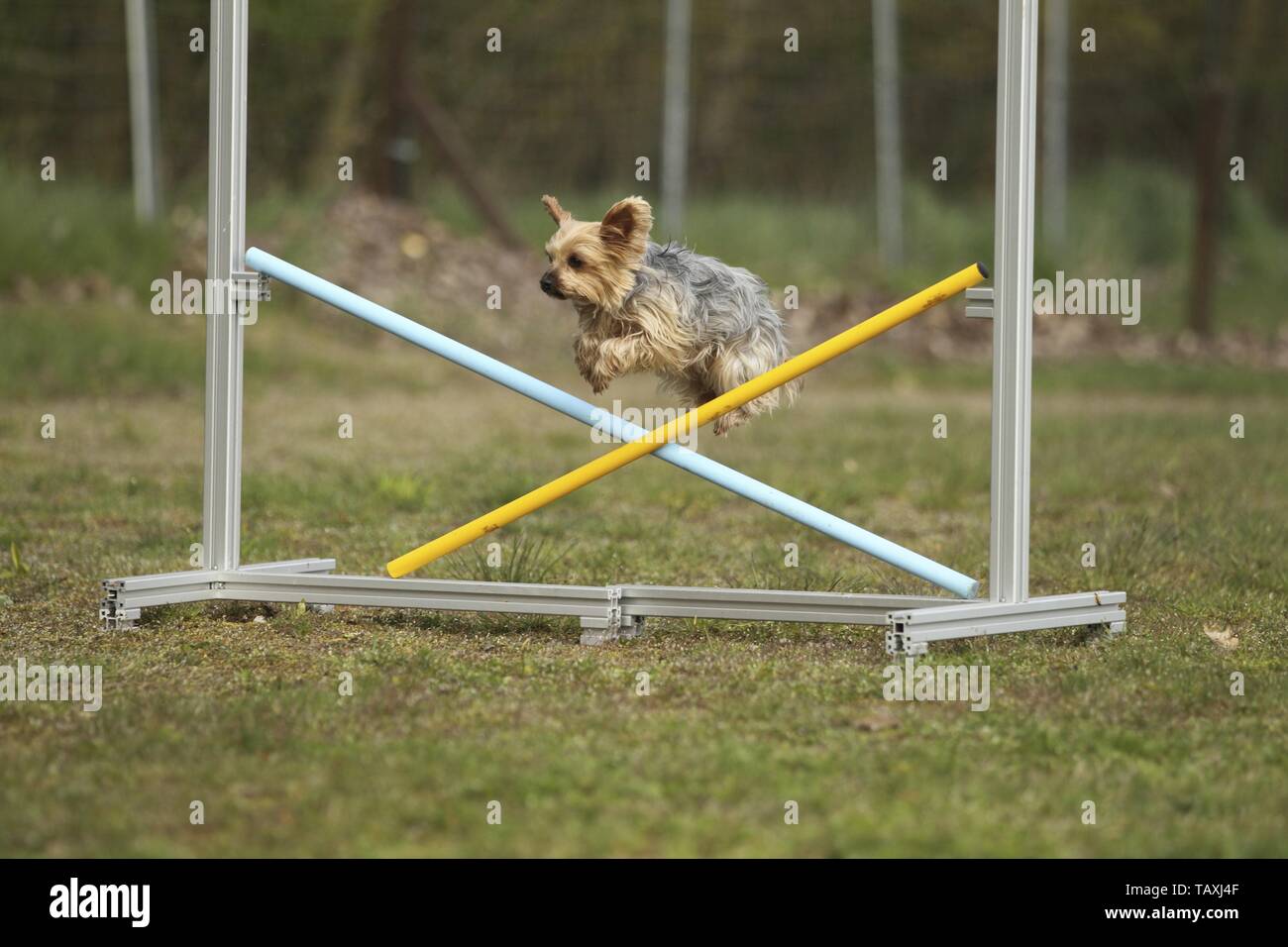 Yorkie bars hi-res stock photography and images - Alamy