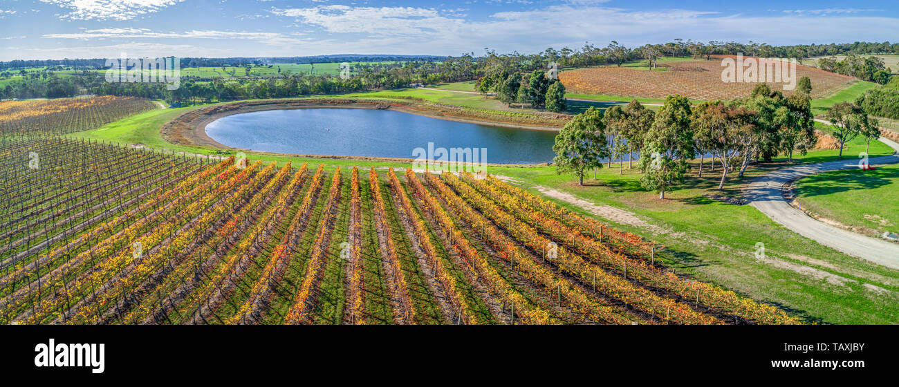 Aerial panorama of vineyard and pond on bright sunny day in fall ...