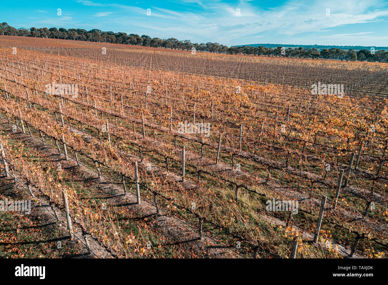Vines in autumn hi-res stock photography and images - Alamy