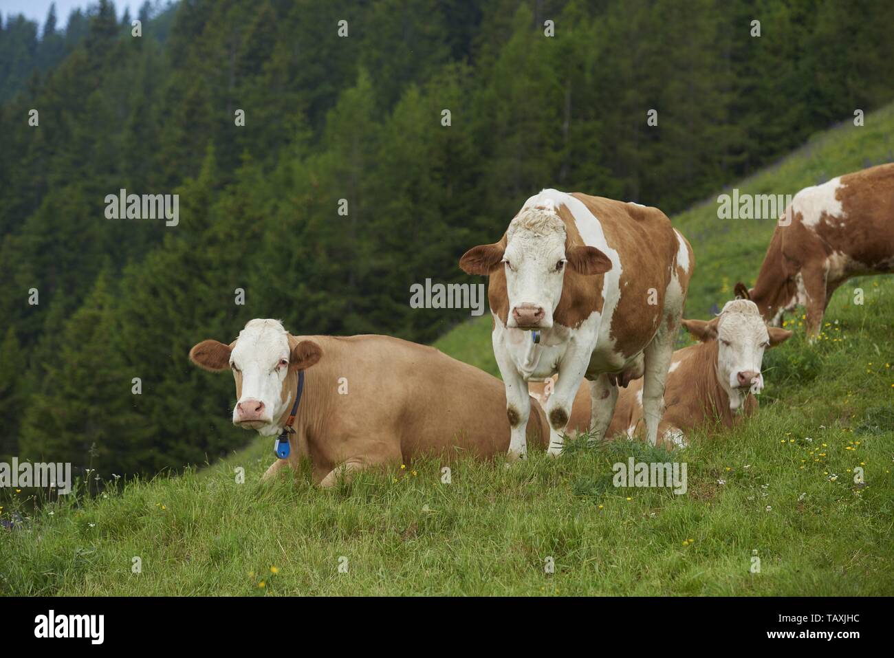 Dozing cattle hi-res stock photography and images - Alamy