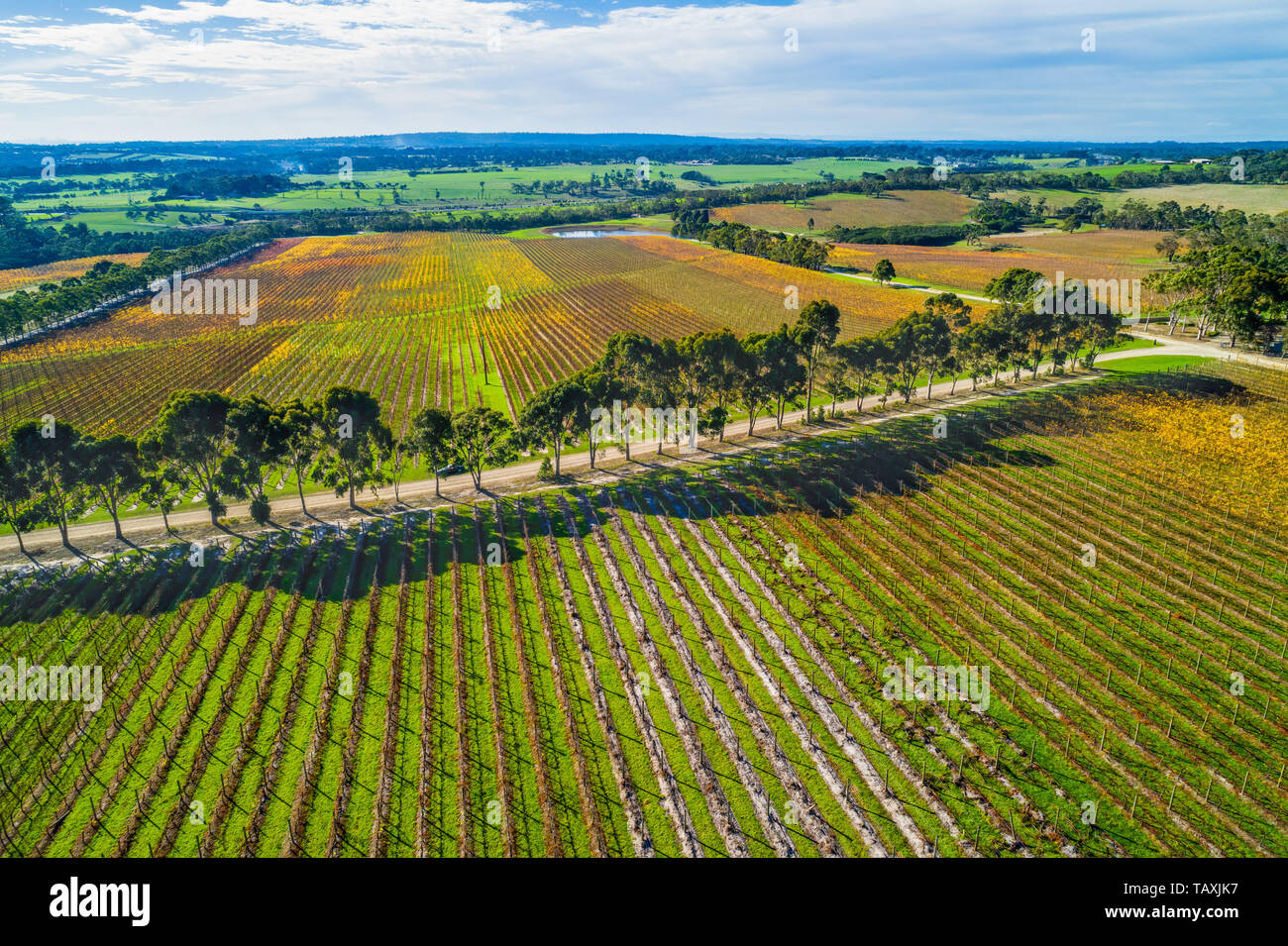 Straight rows of vines and scenic countryside - aerial landscape Stock ...