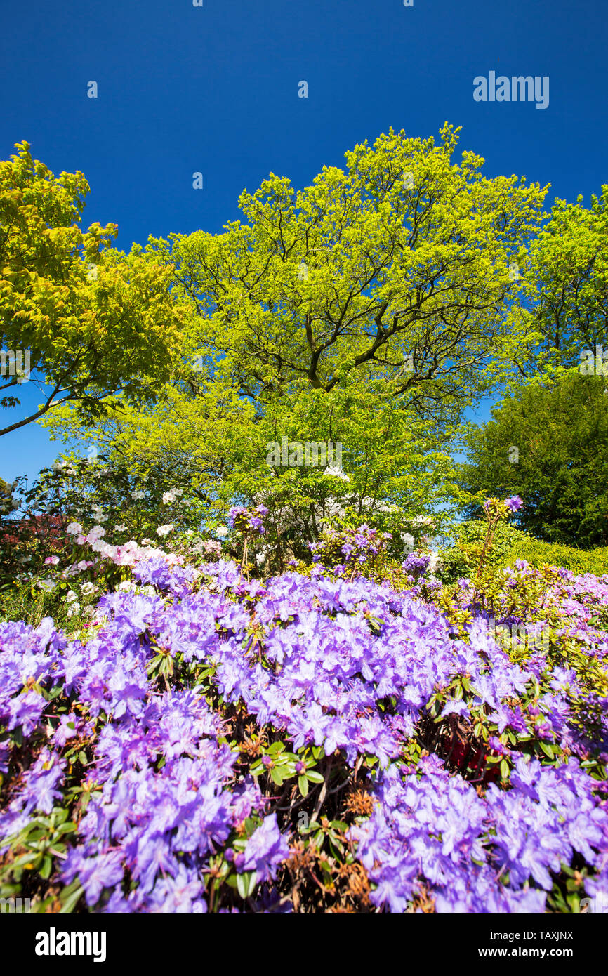 Holehird gardens in Windermere, Lake District, UK Stock Photo - Alamy