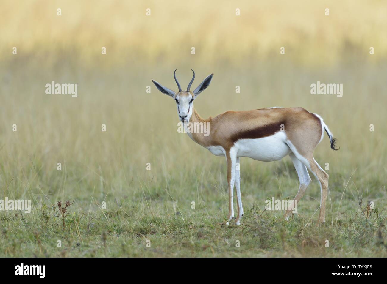 Springbok one horn hi-res stock photography and images - Alamy