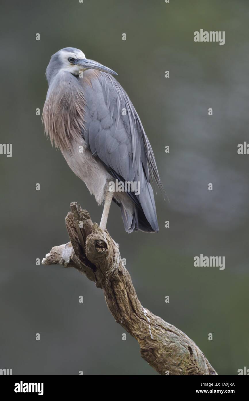 White faced egrets hi-res stock photography and images - Alamy